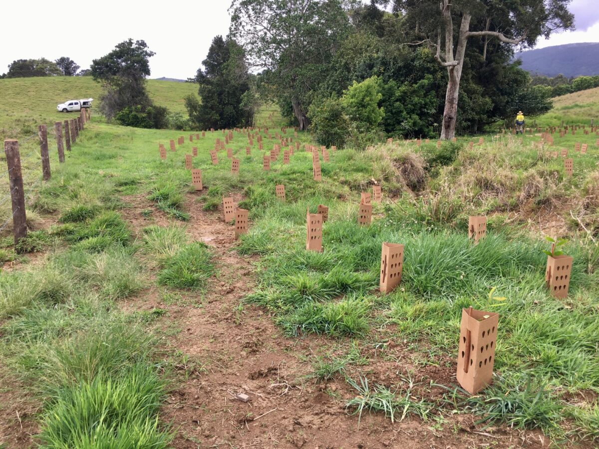 Keeping it in Kin Kin