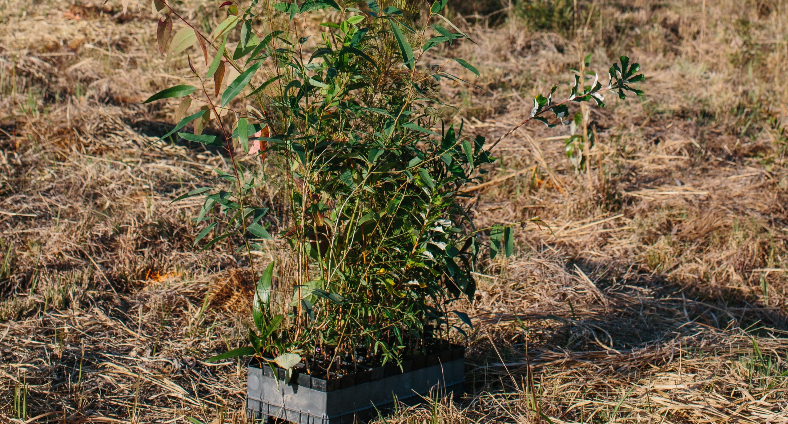 Resources – Noosa Landcare