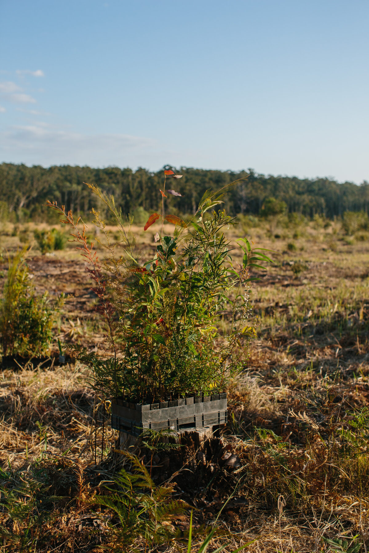 Welcome to Noosa & District Landcare