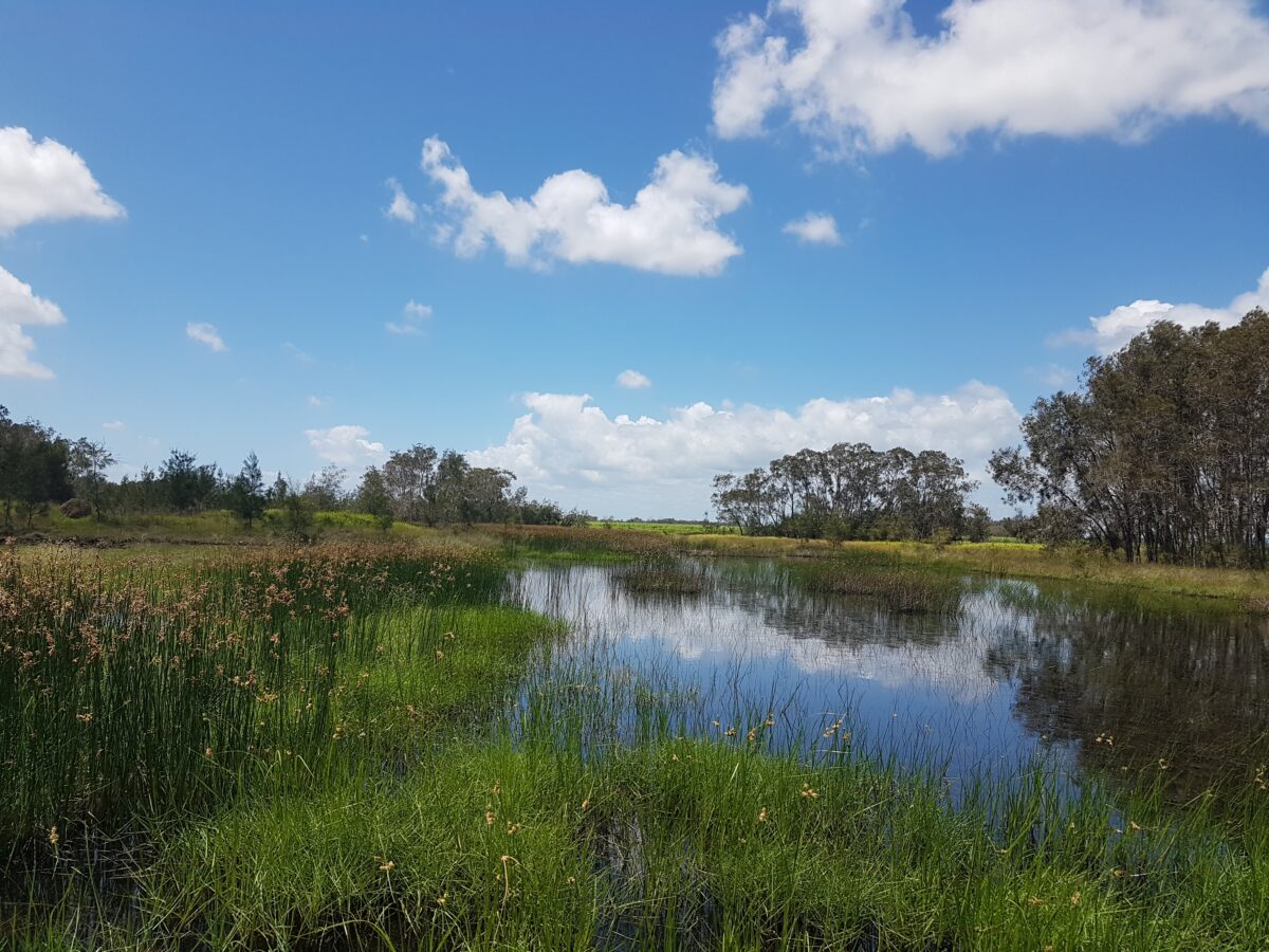 Coastal and subcoastal floodplain grass, sedge, herb swamps and lakes ...