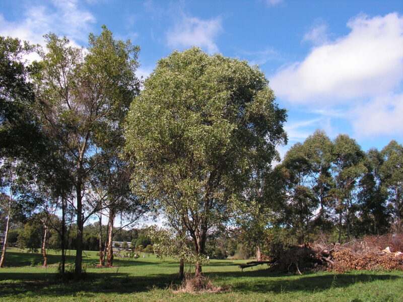 Acacia disparrima - Hickory Wattle - Noosa Landcare
