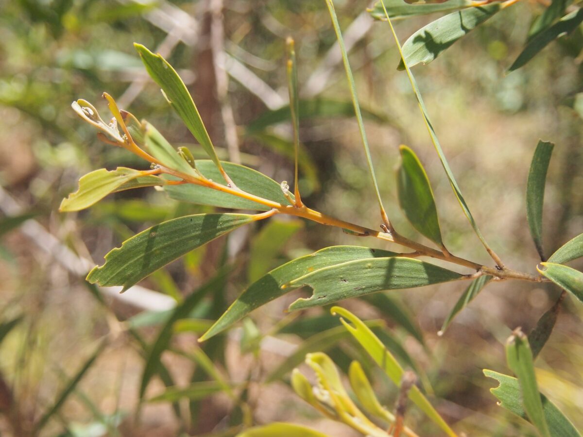 Acacia disparrima – Hickory Wattle – Noosa Landcare