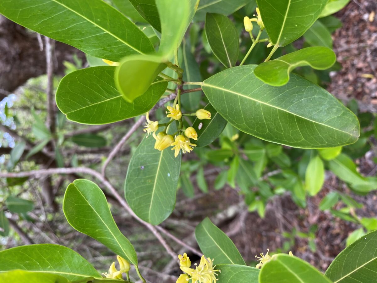 Acronychia imperforata - Fraser Island Apple - Noosa Landcare