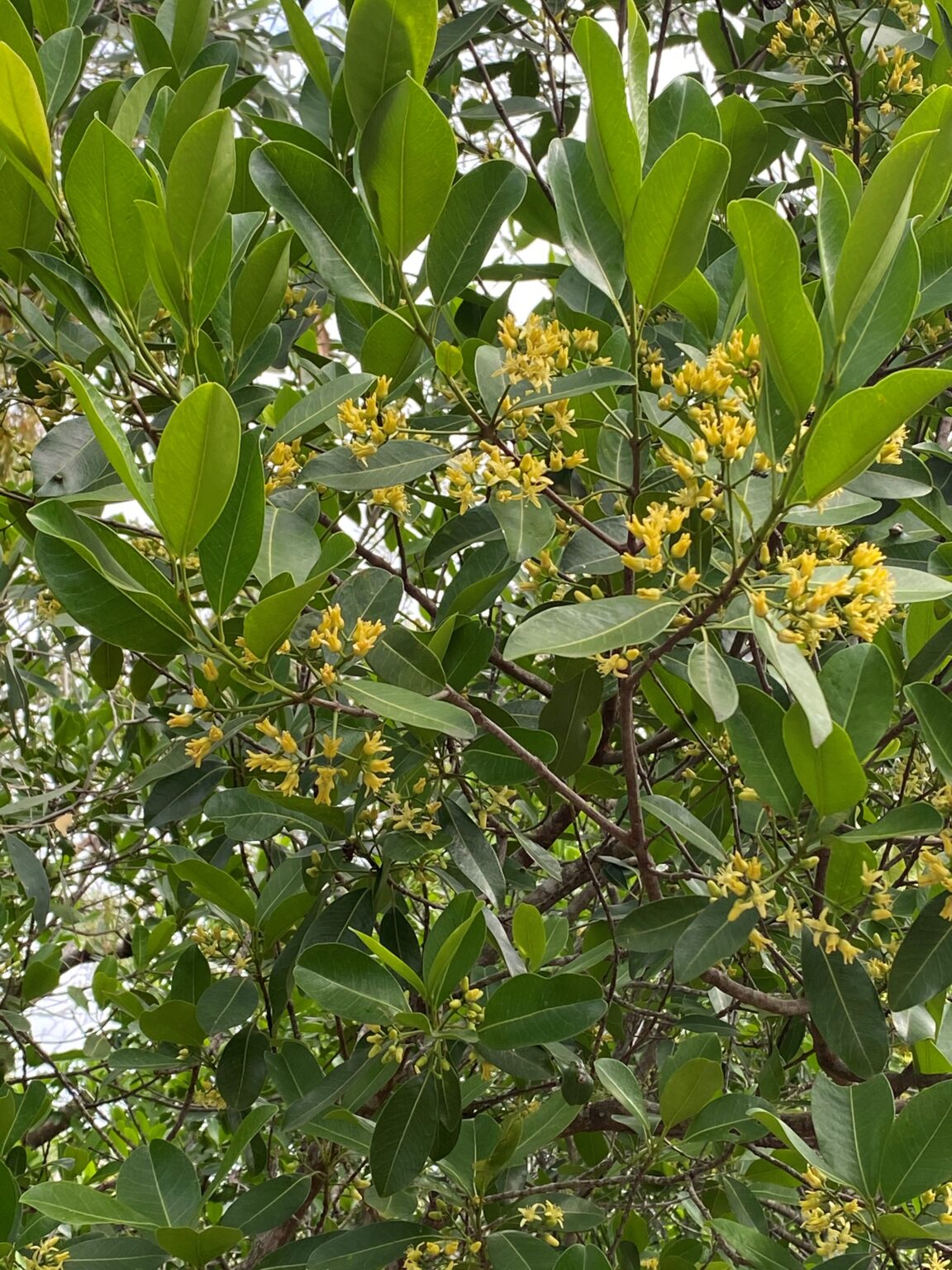 Acronychia imperforata - Fraser Island Apple - Noosa Landcare