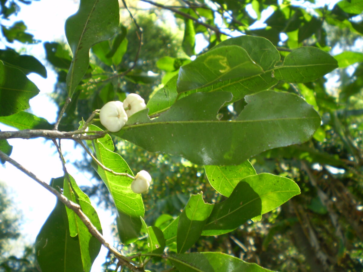 Acronychia oblongifolia - Hard Aspen - Noosa Landcare