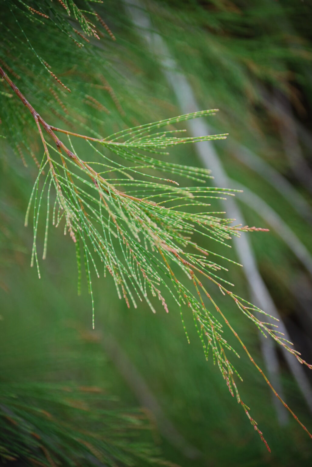 Allocasuarina torulosa - Rose She-Oak - Noosa Landcare