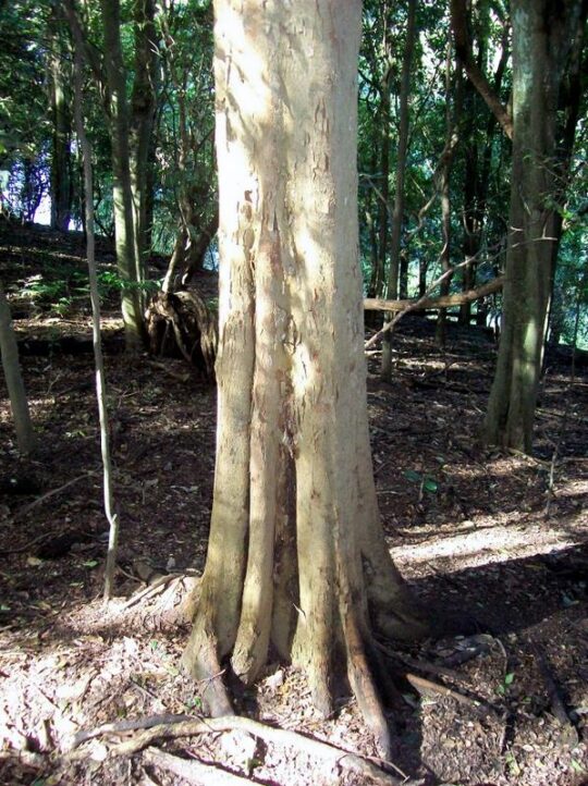 Aphananthe philippinensis - Rough Leaved Elm - Noosa Landcare