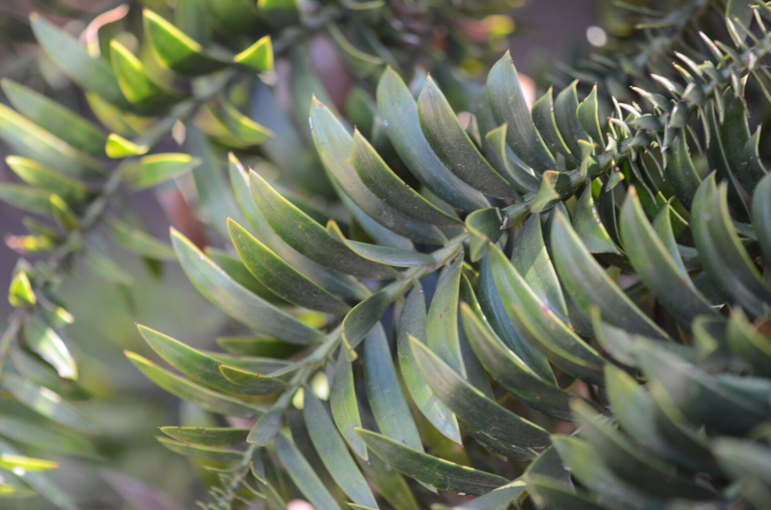 Araucaria bidwillii - Bunya Pine - Noosa Landcare