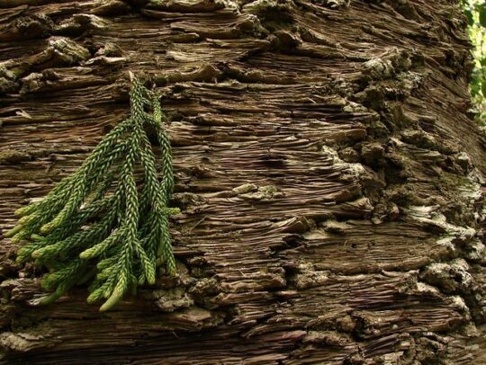 Araucaria cunninghamii - Hoop pine - Noosa Landcare