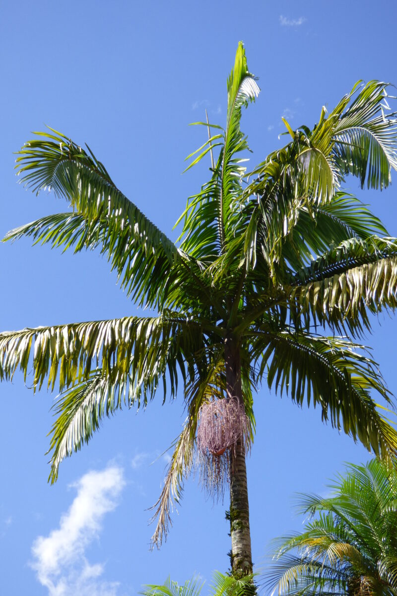 Archontophoenix cunninghamiana - Piccabeen Palm - Noosa Landcare