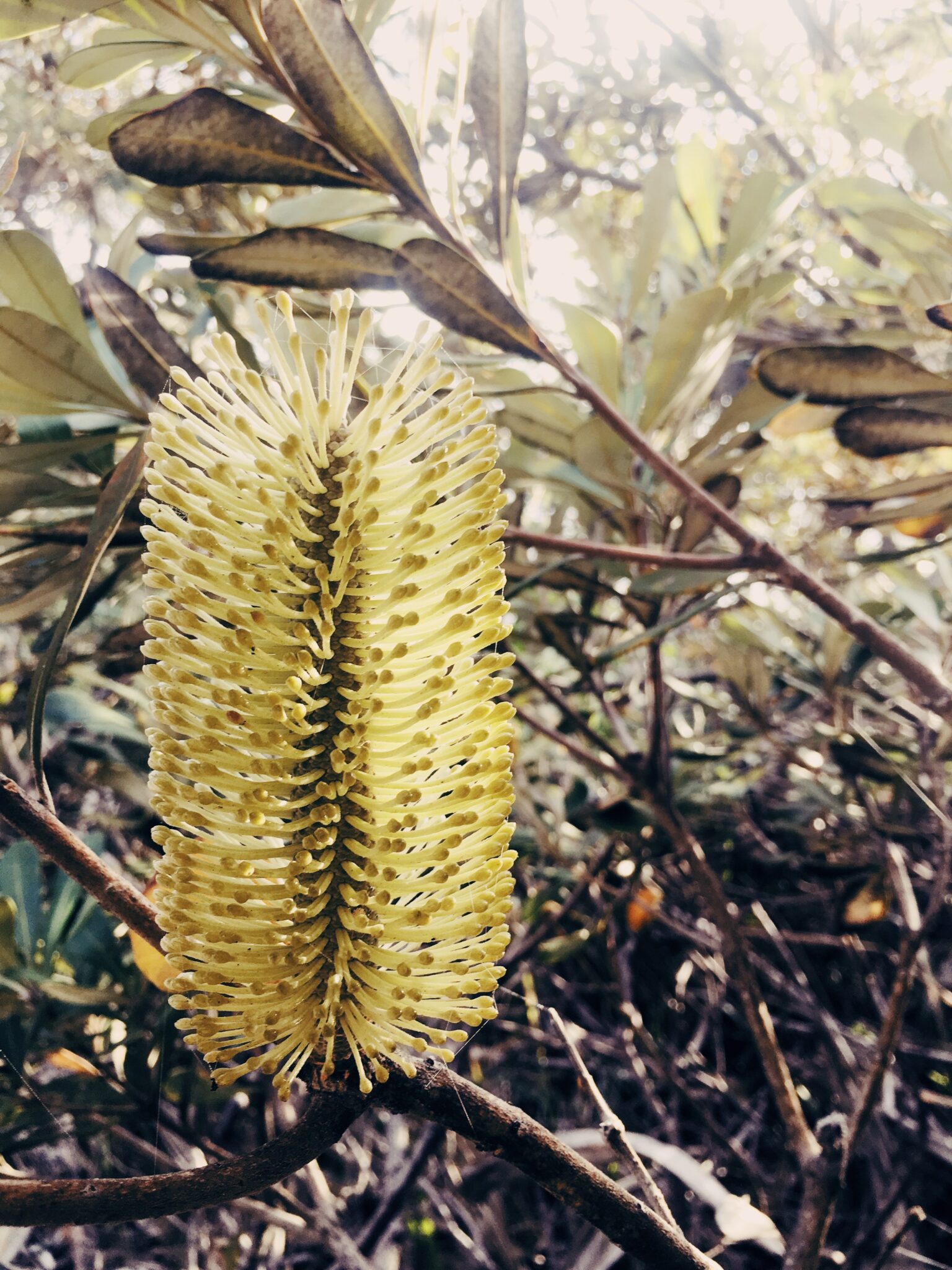 Banksia integrifolia - Coast Banksia - Noosa Landcare
