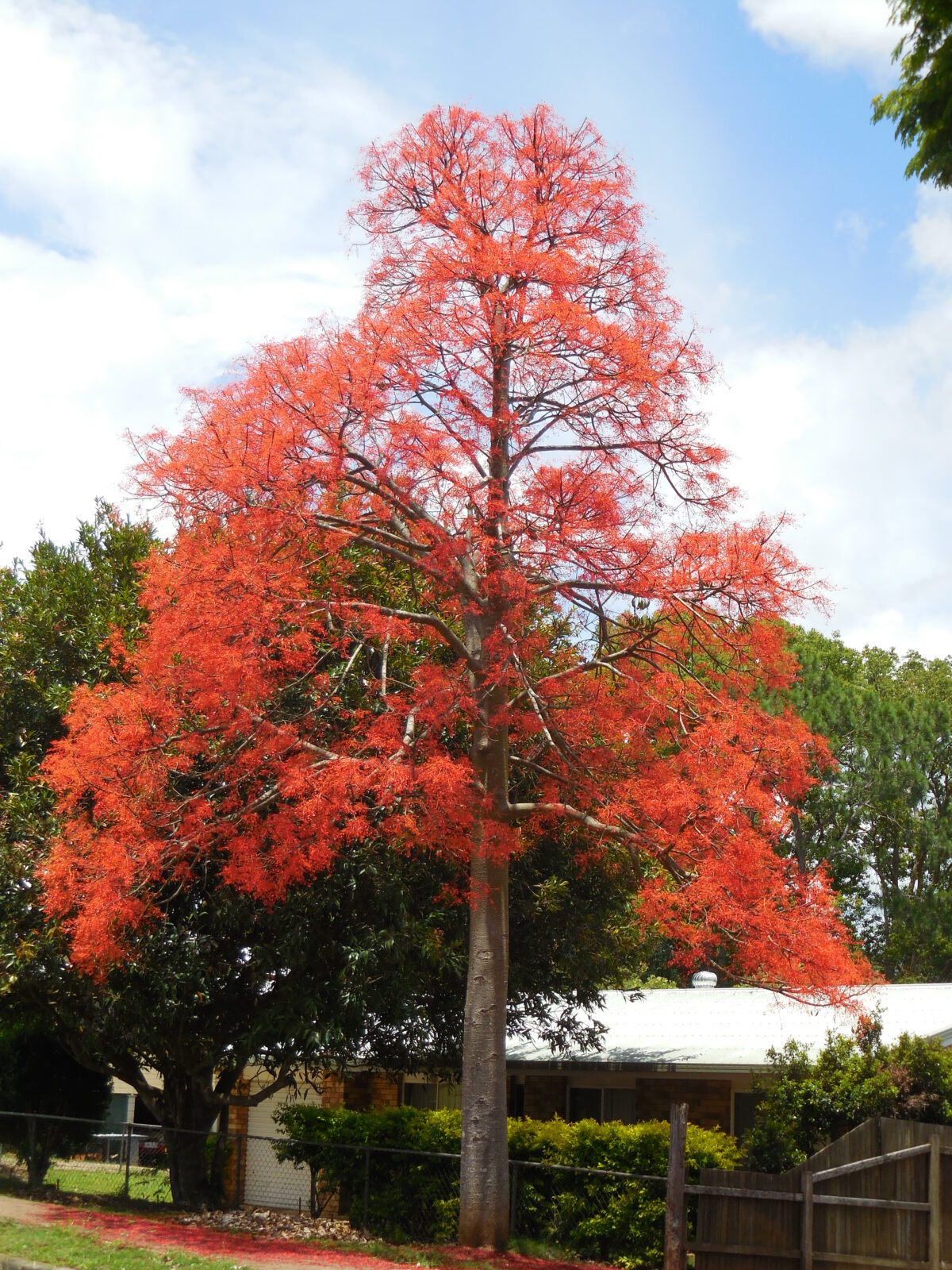 Brachychiton acerifolius - Flame Tree - Noosa Landcare