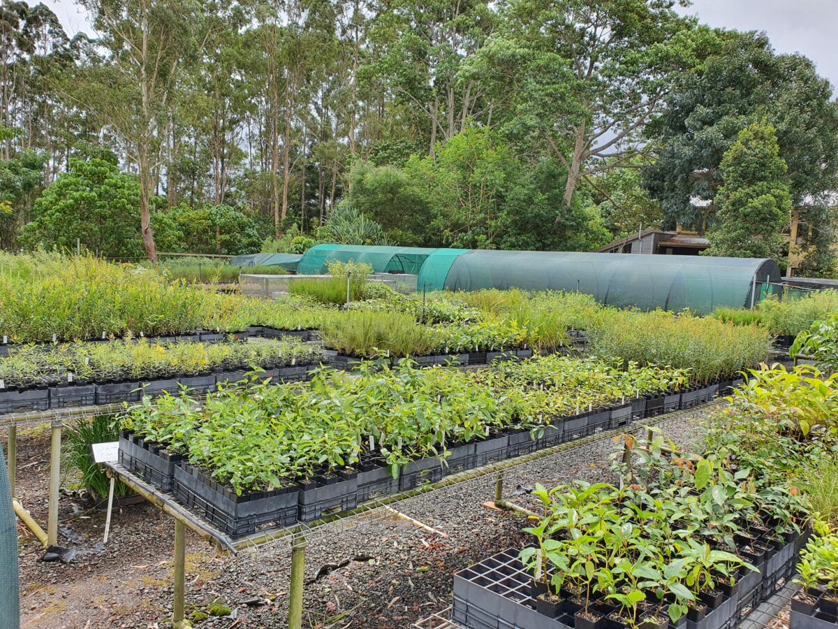 Native Plant Nursery - Noosa Landcare