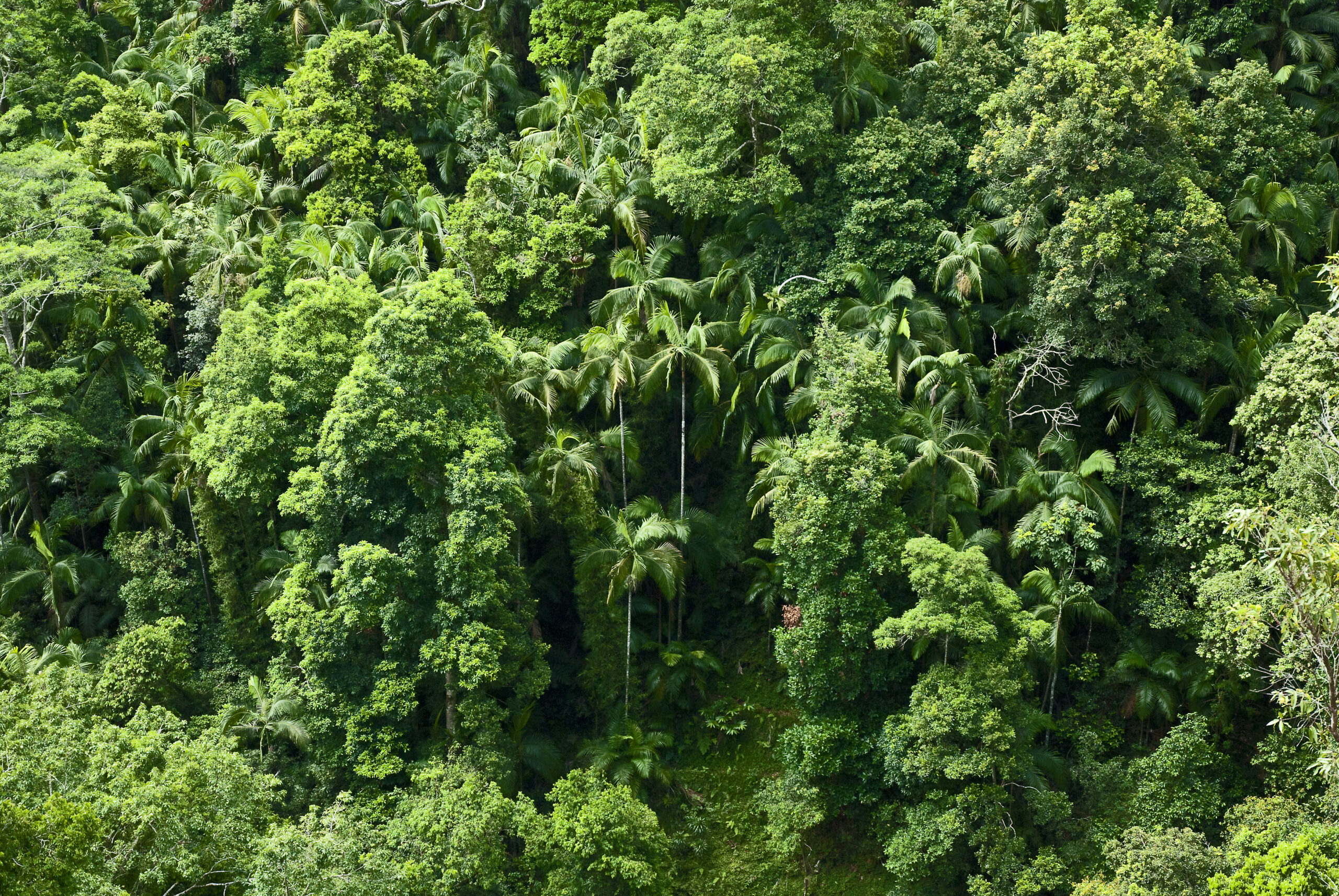 Vegetation Communities of the Noosa Shire - Noosa Landcare