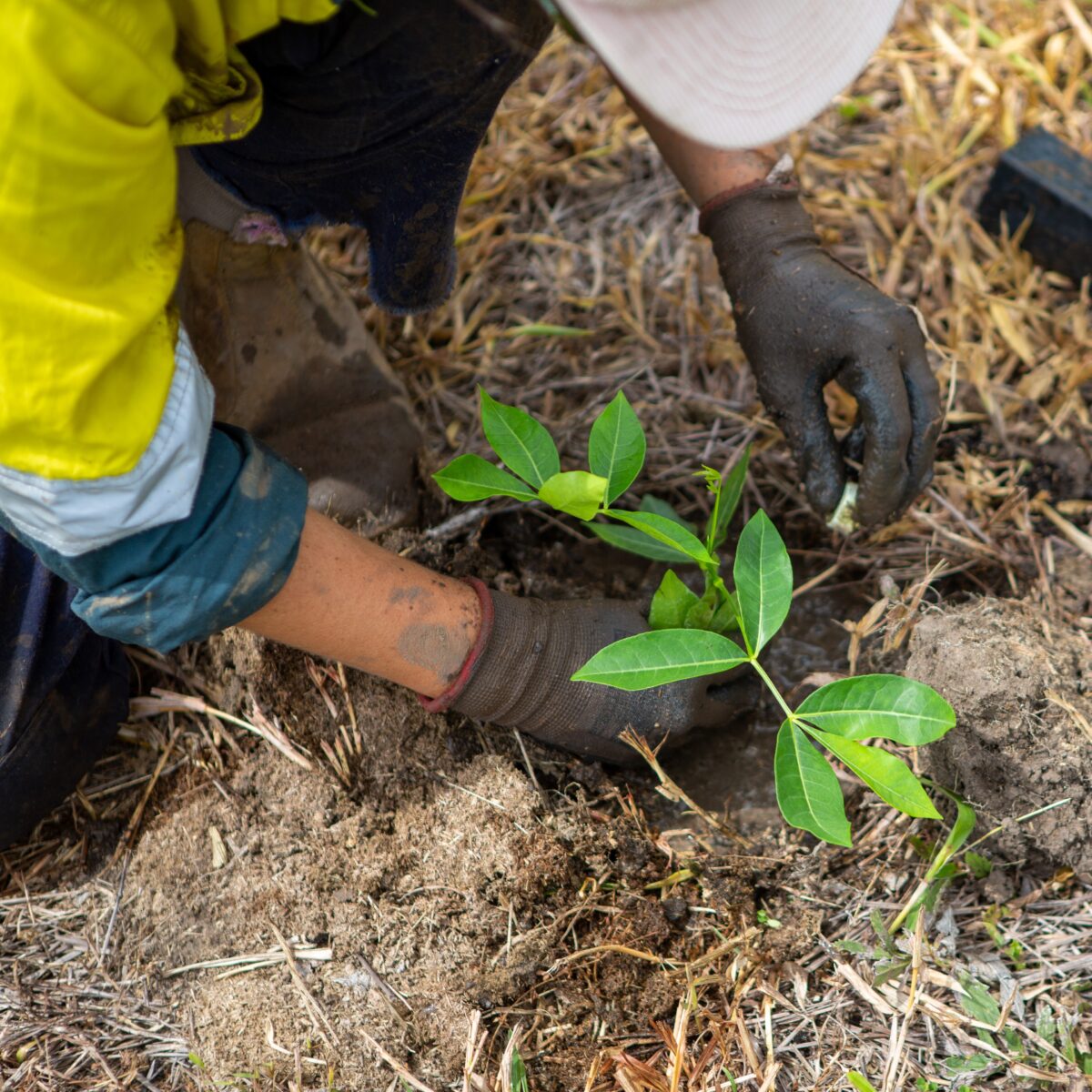 Welcome to Noosa & District Landcare