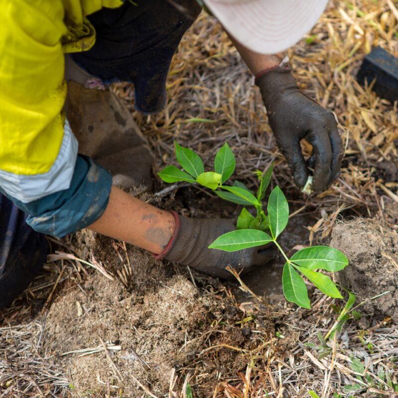 Noosa Landcare – Transforming our Landscape Together