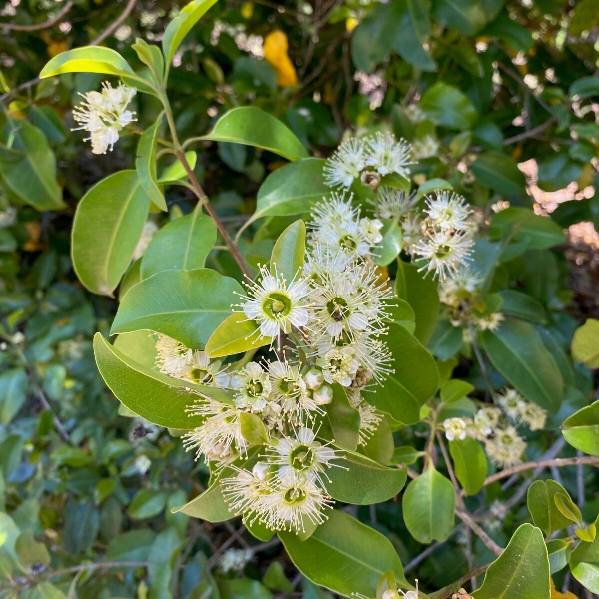 Threatened Plants Recovery Action