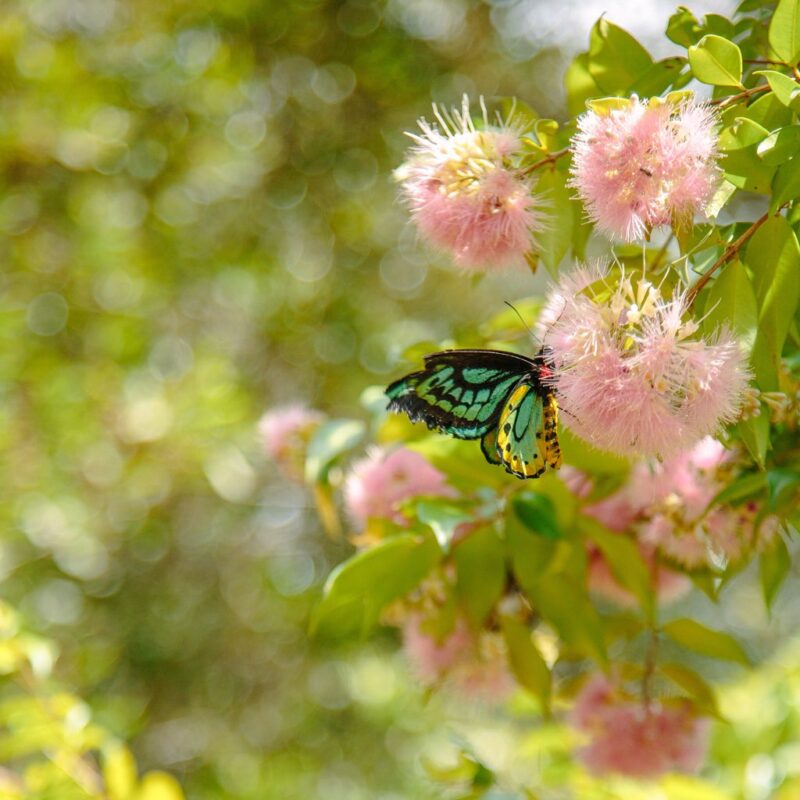 Richmond Birdwing Butterfly - Noosa Landcare