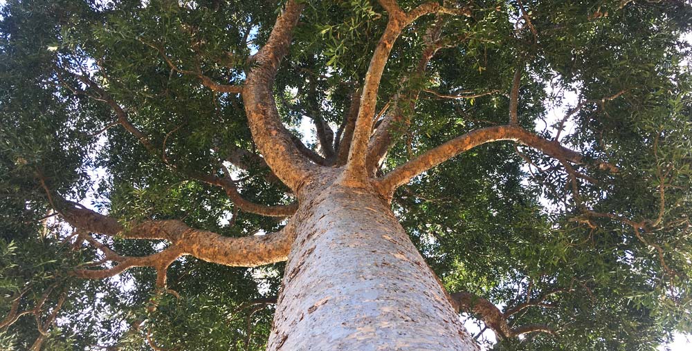 Noosa Landcare: Nurturing Nature, Inspiring Communities