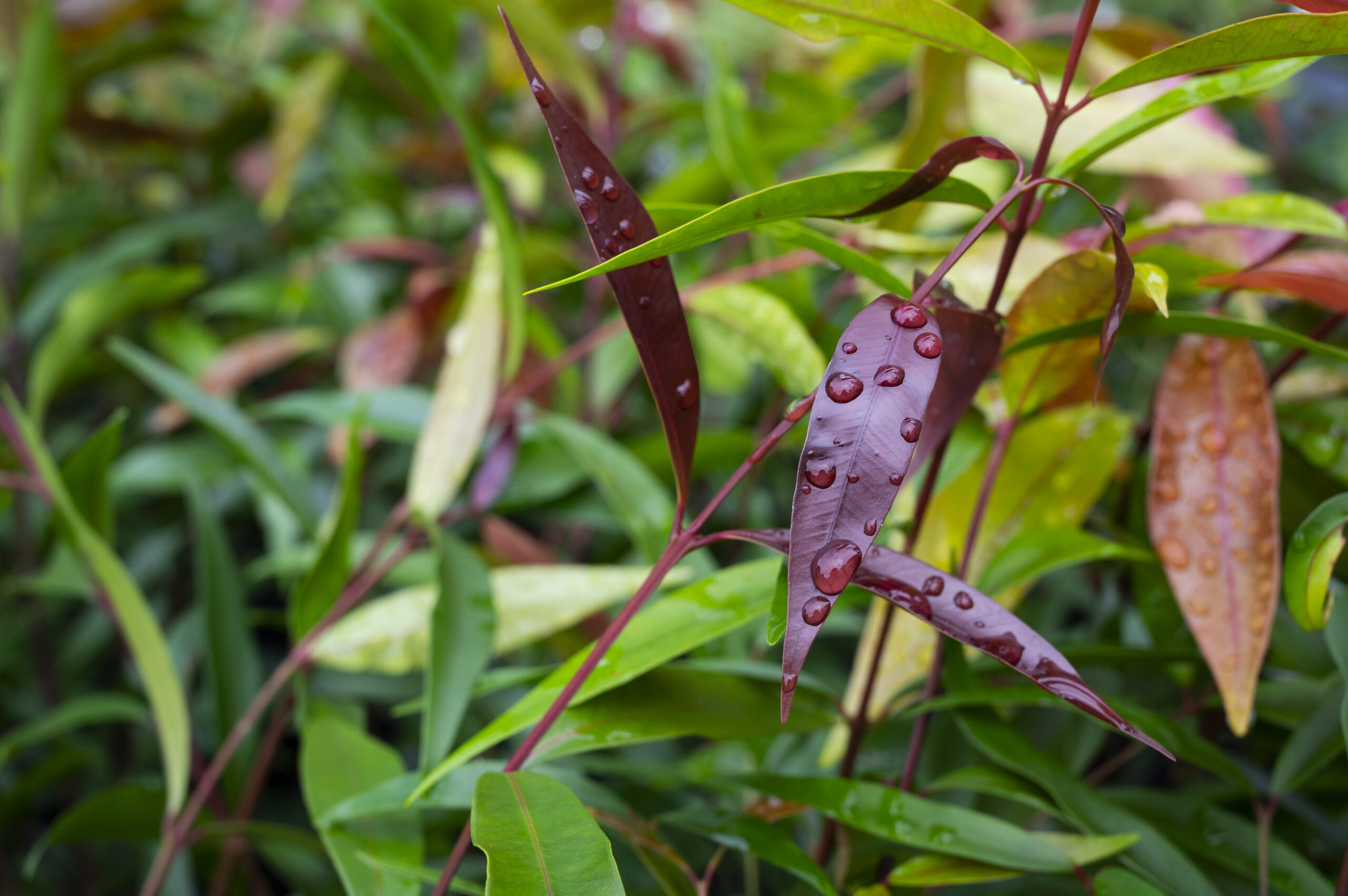 Native Plant Nursery - Noosa Landcare