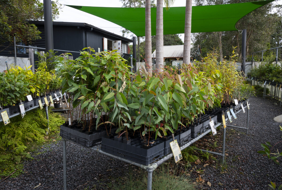 Native Plant Nursery - Noosa Landcare
